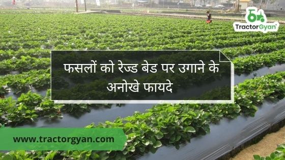 Everything you need to know about raised bed farming