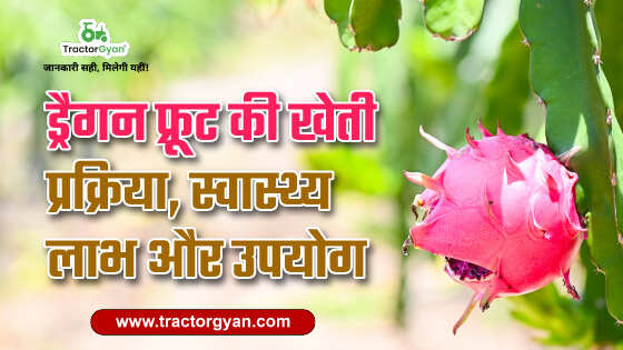 Dragon Fruit Cultivation: Process, Health benefits and Uses (tg986)